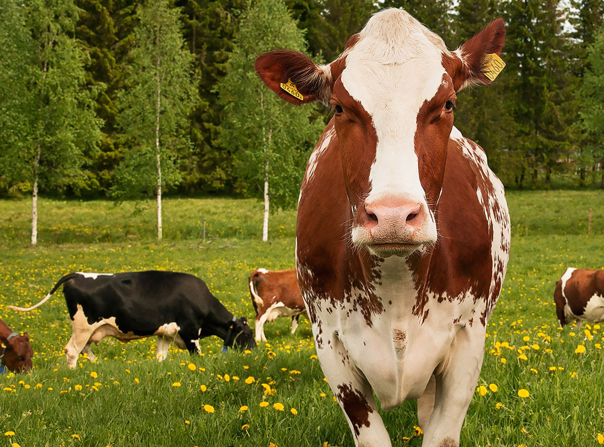 Bonden, korna & gården | Arla