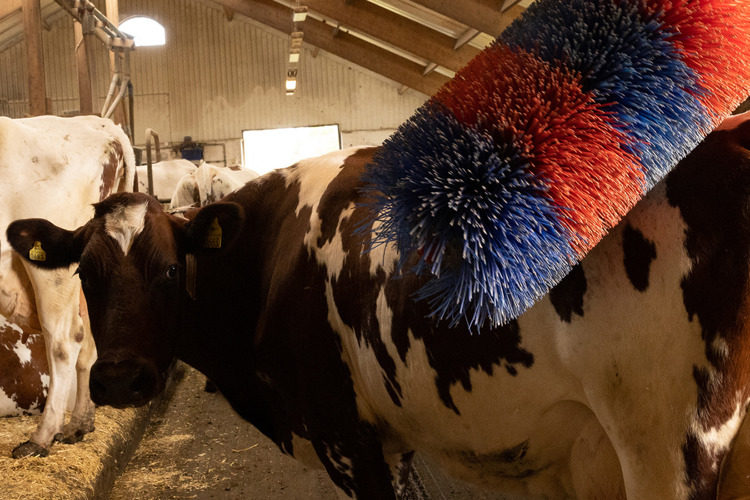 Följ vår klimatresa – färsk svensk mjölk | Arla