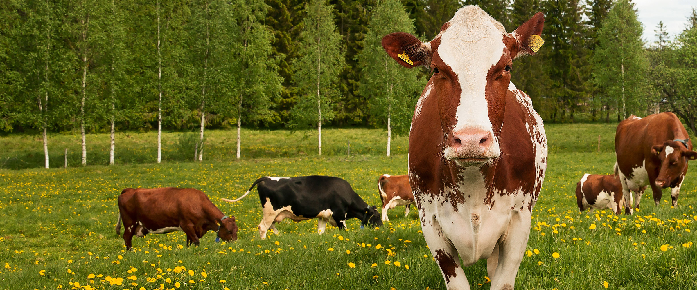 Korna | Arla